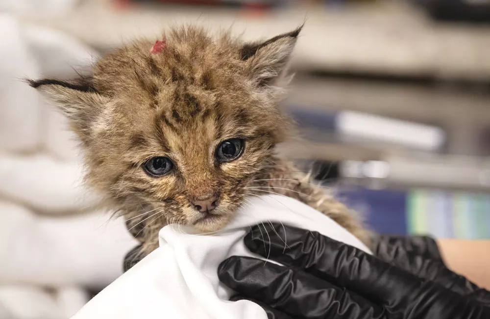 Two Bobcat Kitten Patients Admitted to Think Wild
