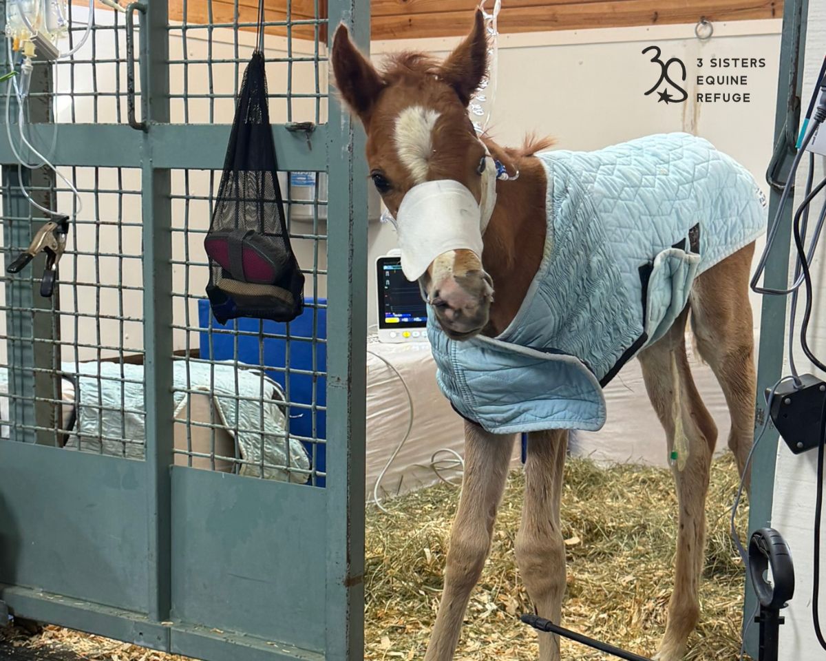 3 Sisters Equine Refuge Launches Orphan Foal Fund After Critically Ill ...