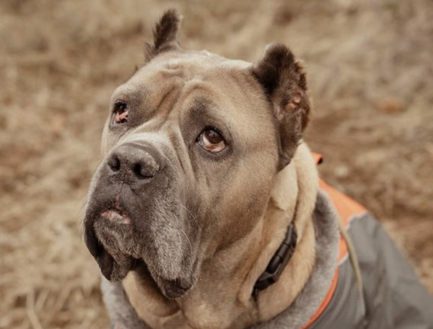 Brightside Animal Center Open Sundays in June, New Programs Coming ...